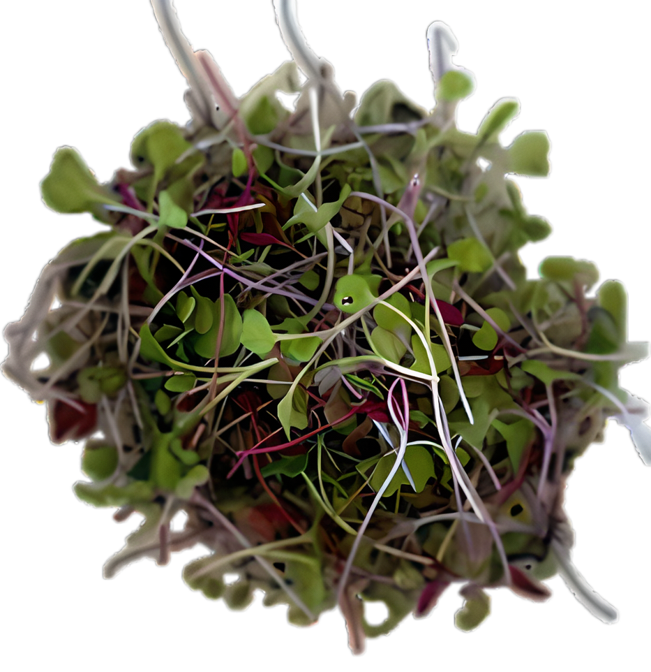Microgreens - Duncan Family Farms